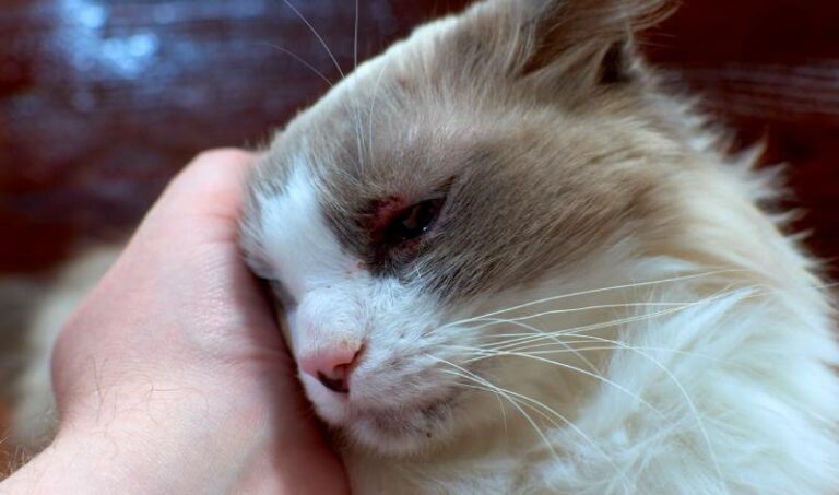 Cat Acne: Causes, Signs & Care Guide (Vet Answer) | Hepper Pet Resources