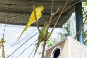 Parakeet Molting: Vet Reviewed Signs, Causes, Care Tips & FAQ | Hepper ...