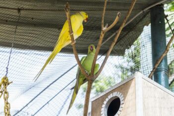Parakeet Molting: Vet Reviewed Signs, Causes, Care Tips & FAQ | Hepper ...