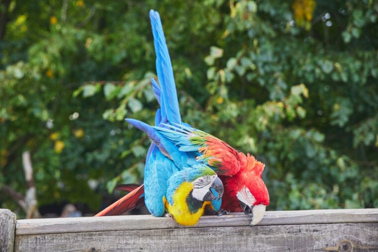 How to Breed Parrots: 6 Vet-Approved Tips | Hepper Pet Resources