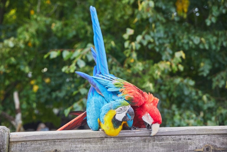 How to Breed Parrots: 6 Vet-Approved Tips | Hepper Pet Resources