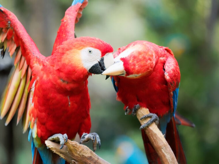 How Do Parrots Mate? Vet-Approved Reproduction Explanation | Hepper Pet ...