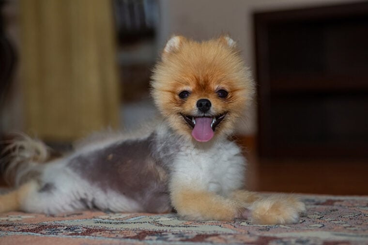 Alopecia X in Dogs: Causes, Signs, Treatments & FAQ (Vet Answer ...