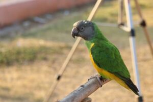 Senegal Parrot: Info, Care, Diet, Pictures & More | Hepper Pet Resources