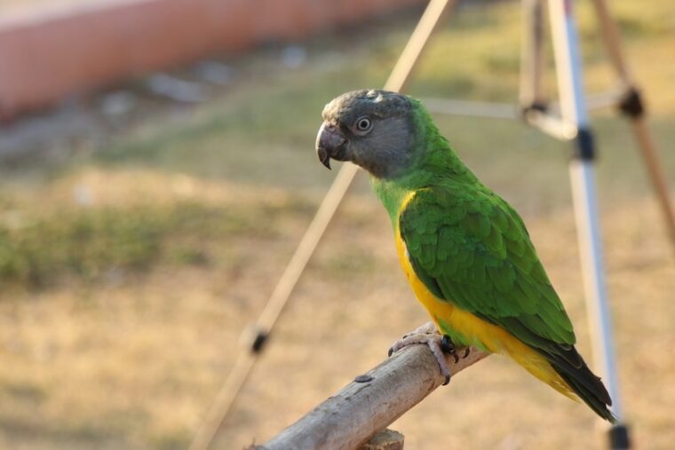 Parrot Molting: When It Happens & Signs to Note (Vet-Reviewed) | Hepper ...