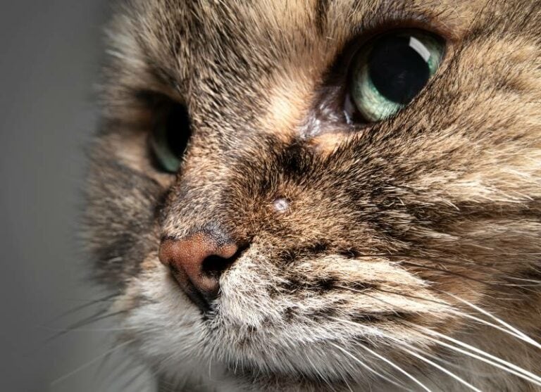 Cat Acne: Causes, Signs & Care Guide (Vet Answer) | Hepper Pet Resources