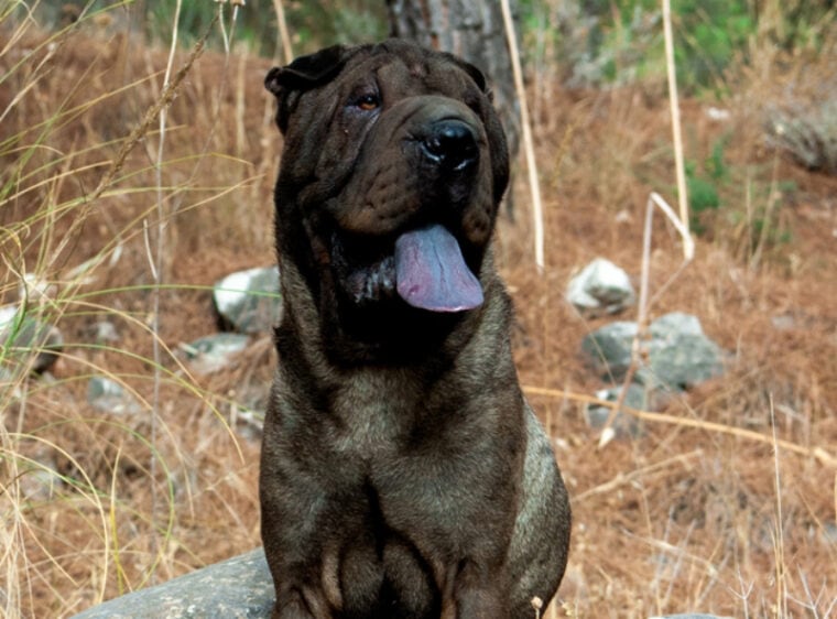 10 Surprising Shar Pei Facts You May Not Know | Hepper Pet Resources