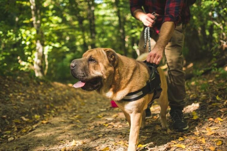 Black Fly Bites on Dogs: Our Vet Explains Signs, Treatment & Prevention ...
