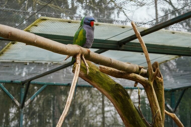 Derbyan Parakeet: Info, Pictures, Personality & Care Guide | Hepper Pet ...