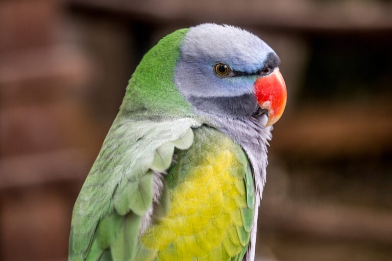 Why Is My Parakeet Losing Feathers? 10 Vet-Approved Common Causes ...