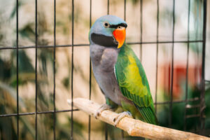Derbyan Parakeet: Info, Pictures, Personality & Care Guide | Hepper Pet ...