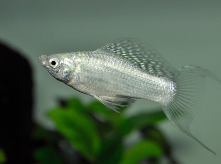 Great Tank Mates for Glofish Tetras: Pictures, Facts & Care Guide ...