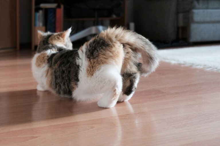 7 Cat Sitting Positions & What They Mean (Vet-Verified Info With ...