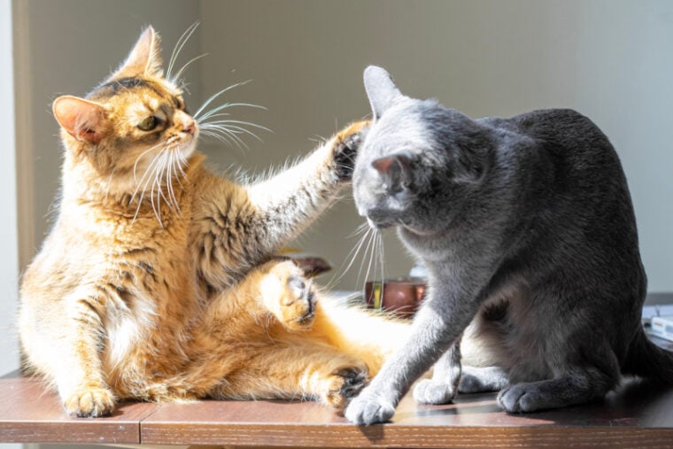Why Does My Cat Hate Other Cats? 6 Common Reasons | Hepper Pet Resources