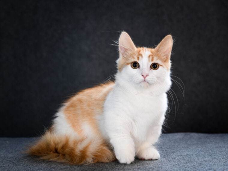 Why Is My Cat So Small? 7 Possible Reasons | Hepper Pet Resources