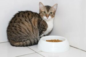 My Cat Isn't Eating Much but Acting Normal: 11 Vet-Reviewed Reasons ...