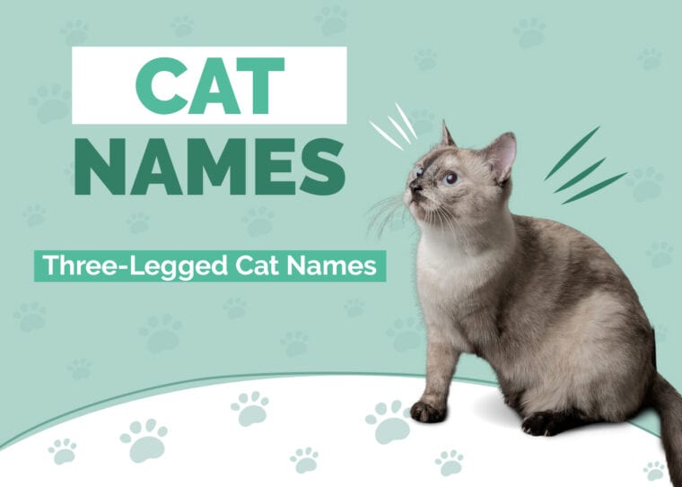 Three Legged Cat Names