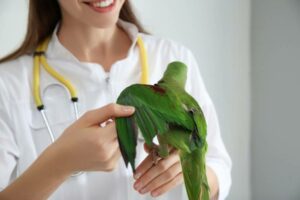 Why Is My Parakeet Losing Feathers? 10 Vet-Approved Common Causes ...