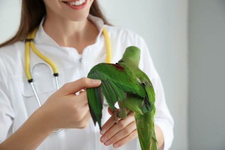 How to Take Care of a Parakeet: 11 Vet Approved Tips | Hepper Pet Resources