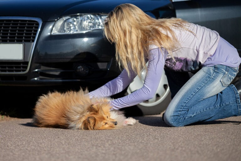 Dog Hit by a Car? Our Vet Explains What to Do | Hepper Pet Resources