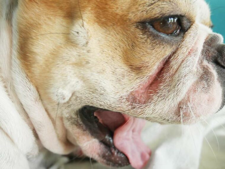 What to Feed a Dog With a Yeast Infection: Vet-Reviewed Guide | Hepper ...