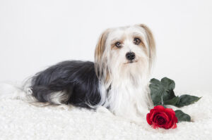 13 Lhasa Apso Mixes: Info, Pictures, Facts & History | Hepper Pet Resources
