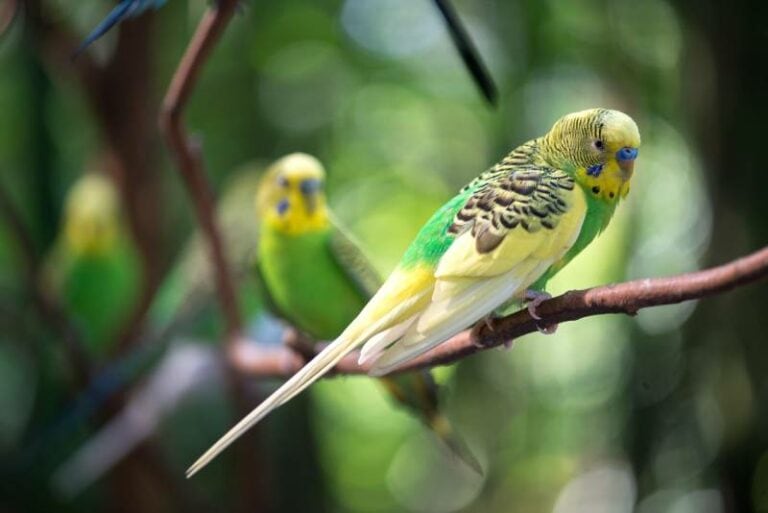 21 Types of Parrots: Info, Pictures & History | Hepper Pet Resources