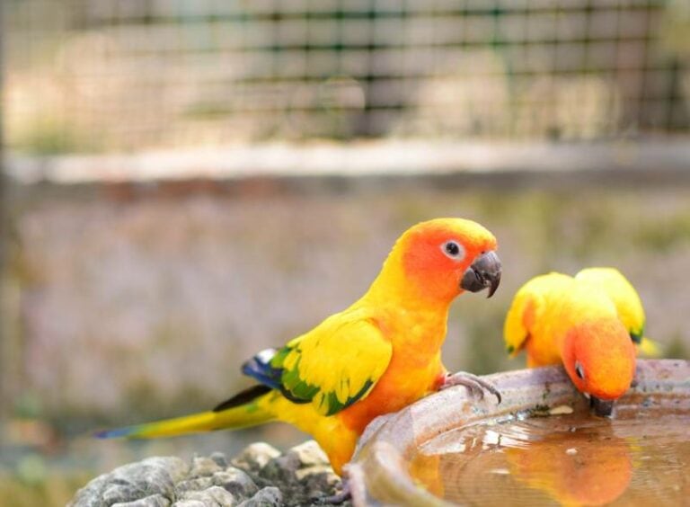 Parrot vs Parakeet: Vet-Reviewed Differences (With Pictures) | Hepper ...