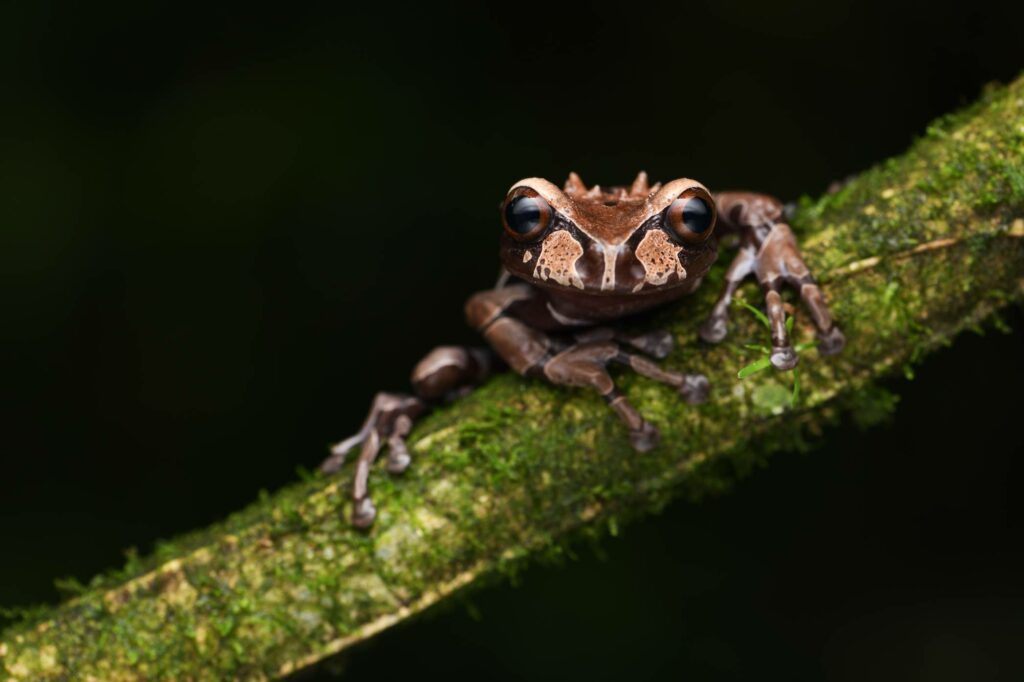 What Pet Frogs Can Be Handled: 6 Vet-Approved Species (With Pictures ...