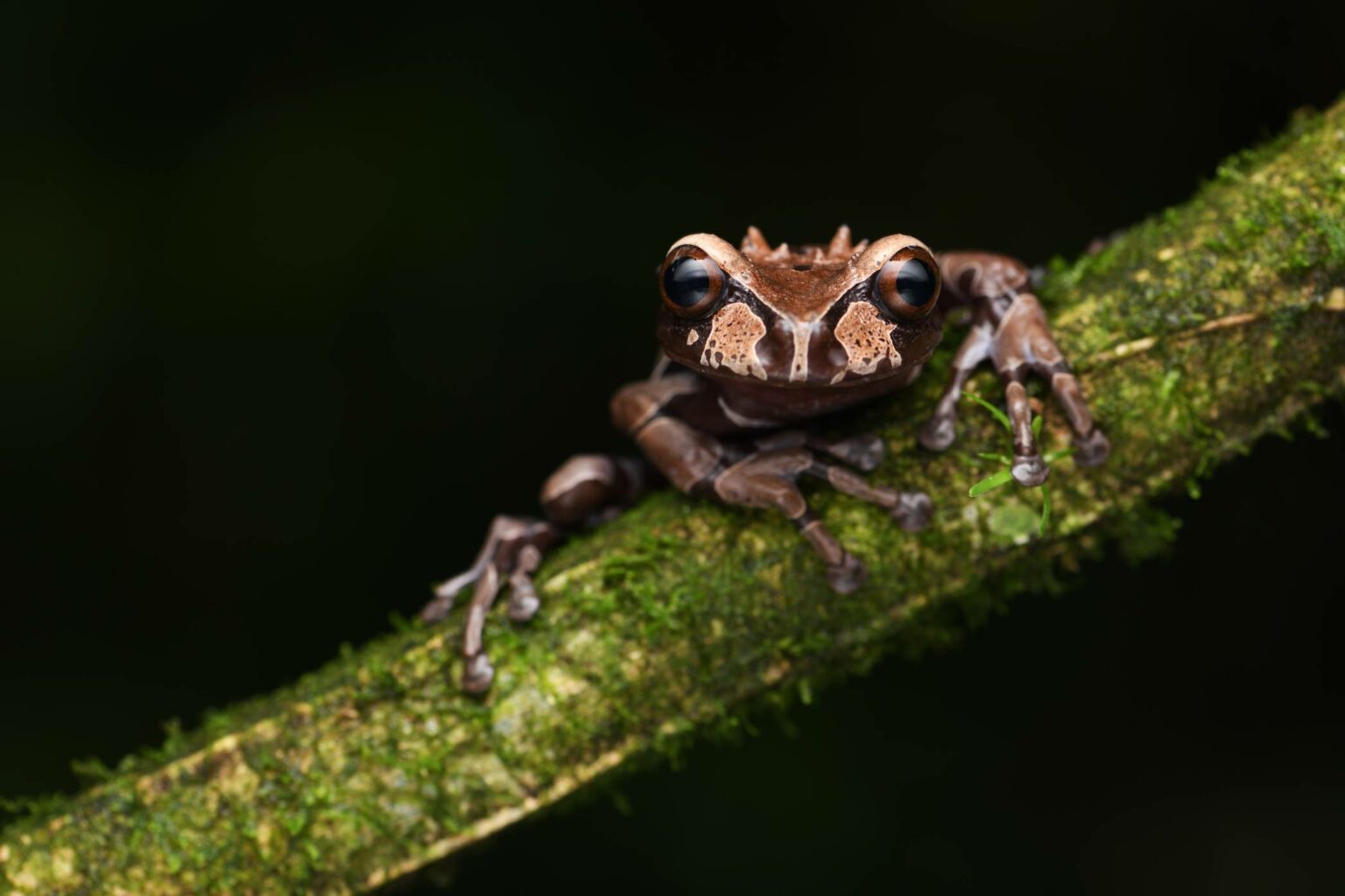 What Pet Frogs Can Be Handled: 6 Vet-Approved Species (With Pictures ...