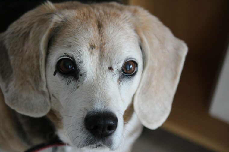 Skin Tag on Dog: Vet-Verified Facts, Causes & Diagnosis | Hepper Pet ...