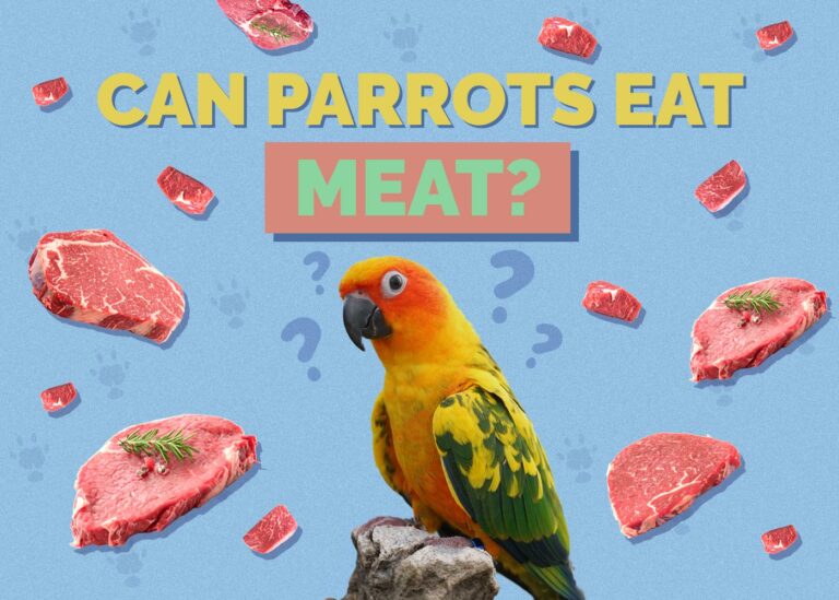 Can Parrots Eat Avocado? Vet Approved Facts & Nutrition Guide | Hepper ...