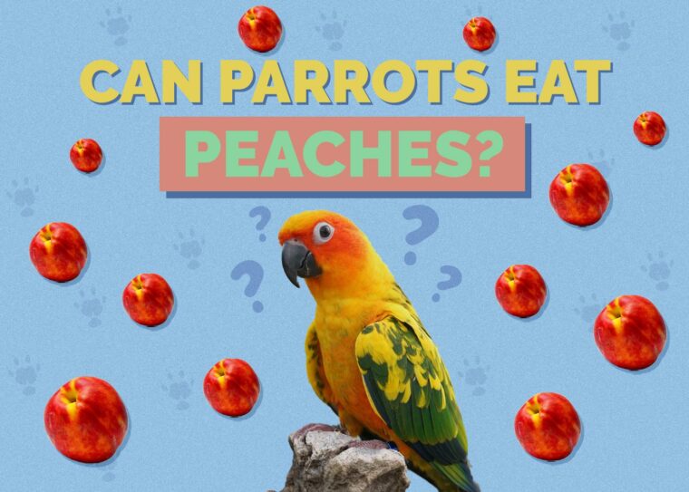 What Can Parrots Eat? 10 Vet-Approved Human Foods Safe for Parrots ...