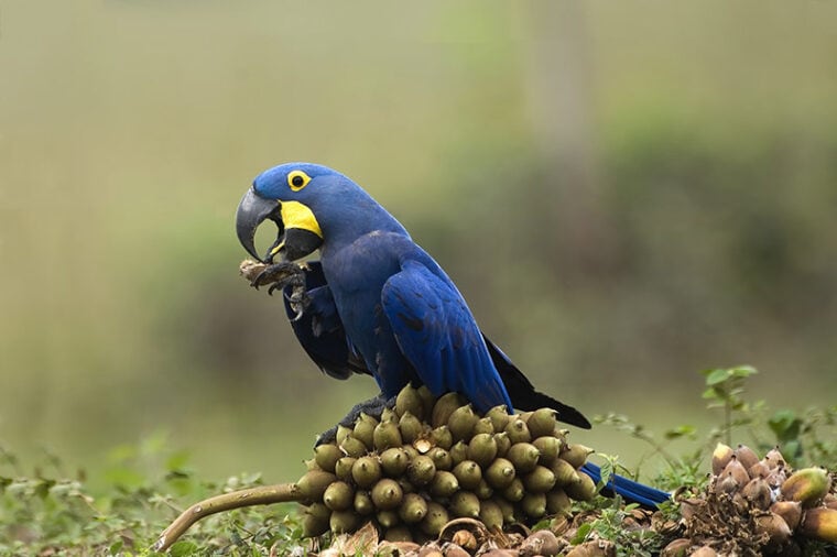 Hyacinth Macaw Bird Species: Info, Pictures, Care Guide & More | Hepper ...