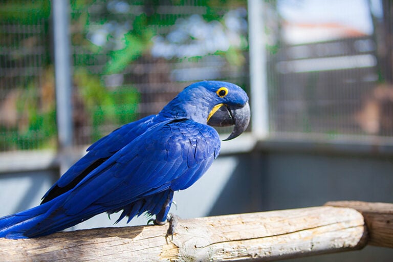 Parrot Molting: When It Happens & Signs to Note (Vet-Reviewed) | Hepper ...