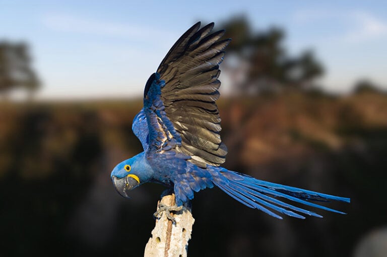 Hyacinth Macaw Bird Species: Info, Pictures, Care Guide & More | Hepper ...