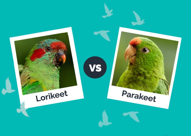 Lorikeet vs Parakeet: Vet-Reviewed Differences | Hepper Pet Resources