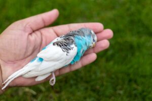 Why Did My Parakeet Die Suddenly? 10 Vet Reviewed Reasons | Hepper Pet ...