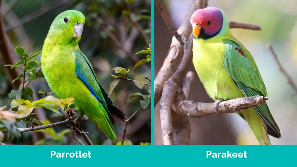 Parrotlet vs. Parakeet: Vet-Reviewed Differences (With Pictures ...