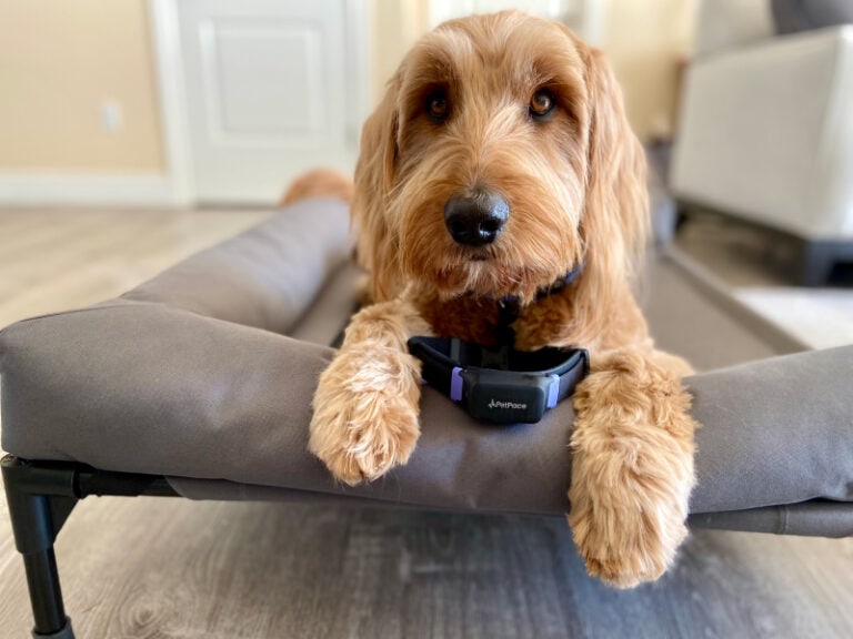 PetPace Smart Collar Review 2026: Our Expert’s Opinion | Hepper Pet ...