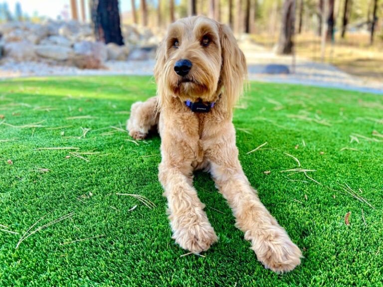 PetPace Smart Collar Review 2026: Our Expert’s Opinion | Hepper Pet ...