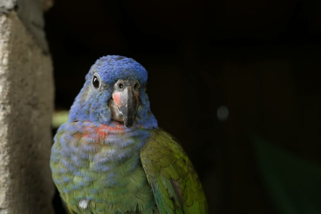 Pionus Parrot: Info, Pictures, History, Care, Facts & More | Hepper Pet ...