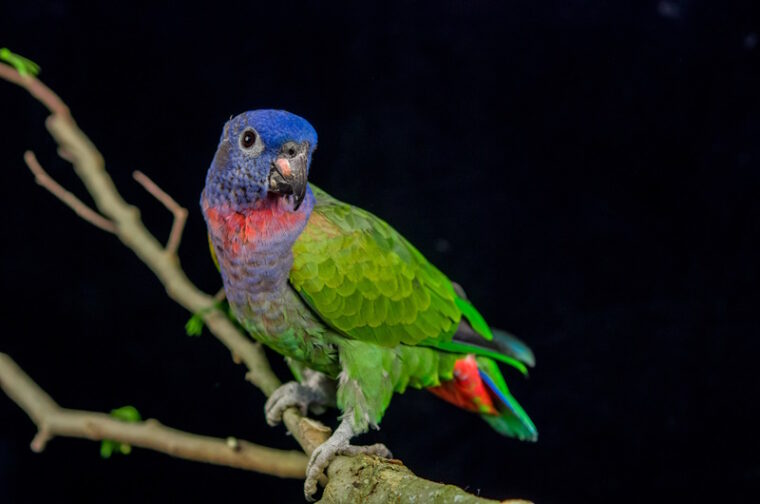 Pionus Parrot: Info, Pictures, History, Care, Facts & More | Hepper Pet ...