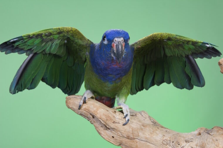 Pionus Parrot: Info, Pictures, History, Care, Facts & More | Hepper Pet ...