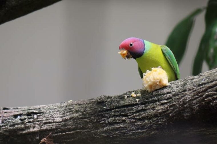 Plum-Headed Parakeet: Info, Pictures, Personality, Food & Care Guide ...