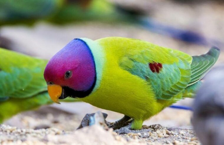 Plum-Headed Parakeet: Info, Pictures, Personality, Food & Care Guide ...