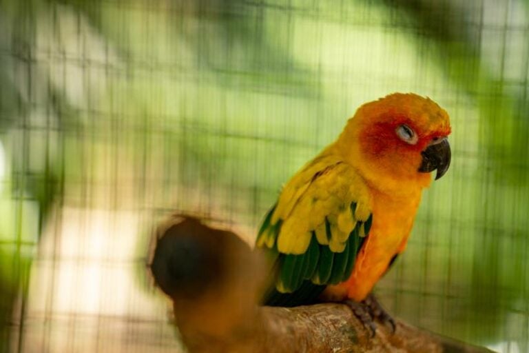 Why Do Parakeets Puff Up? 6 Vet-Reviewed Reasons | Hepper Pet Resources