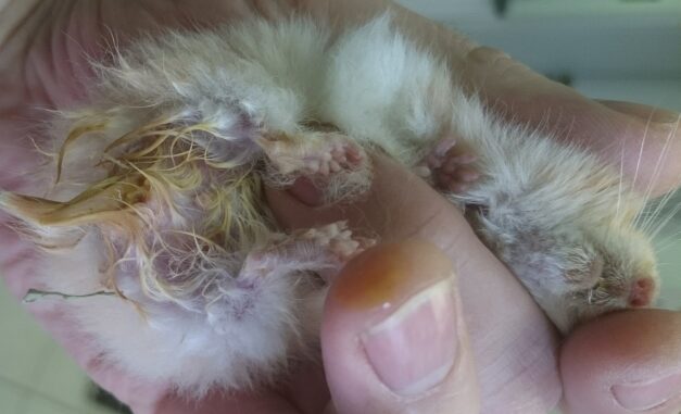 Wet Tail in Hamsters: Our Vet Explains Signs, Causes & Treatment ...