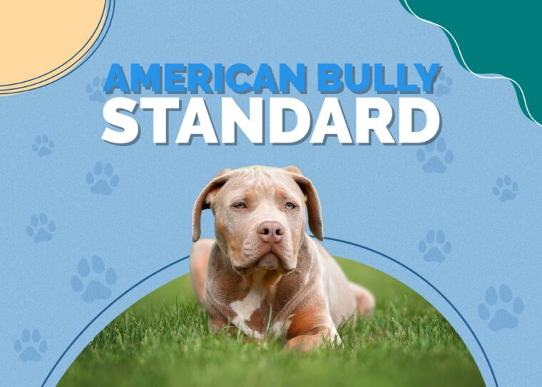 Classic American Bully: Info, Pictures & Traits | Hepper Pet Resources