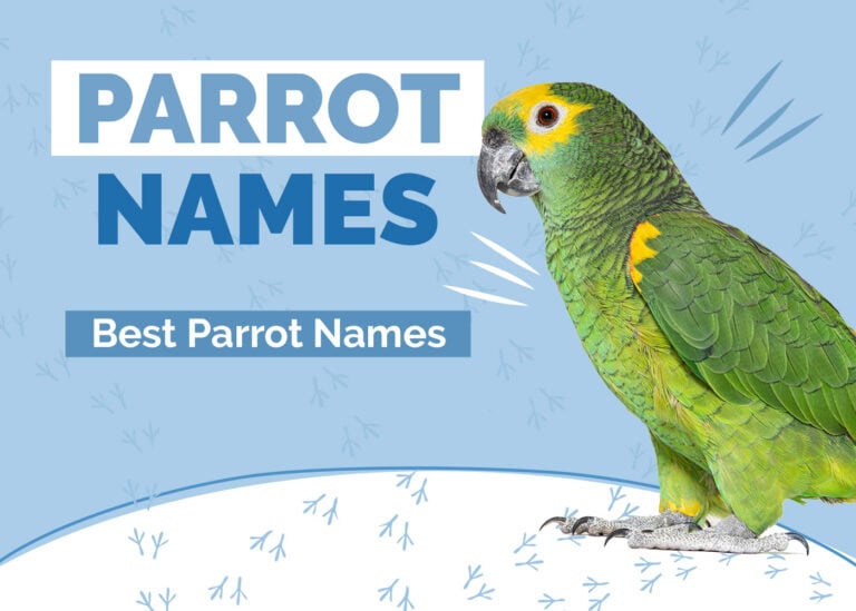 275 Great Parrot Names for Your Amazing Pet | Hepper Pet Resources